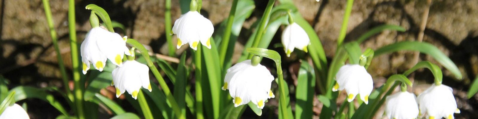 Reigoldswil: Startseite